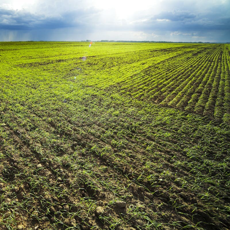 Big field stock image. Image of farming, fields, land - 12363209