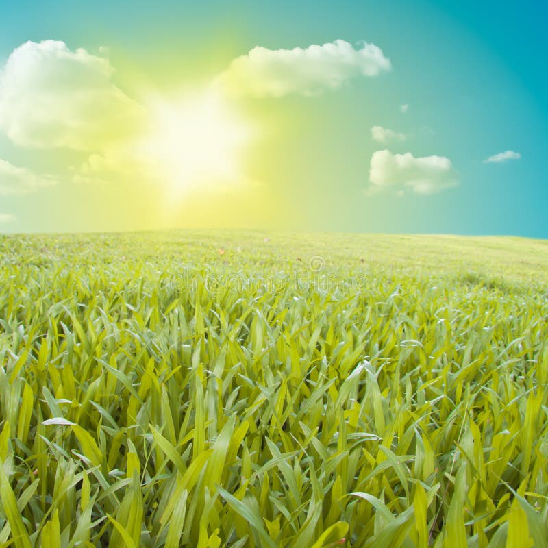 Green field. stock photo. Image of outdoors, plant, herb - 22216192