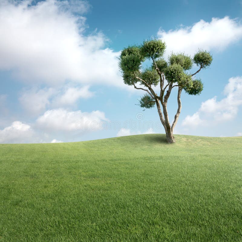 Olive tree field stock photo. Image of landscape, grow - 2946298