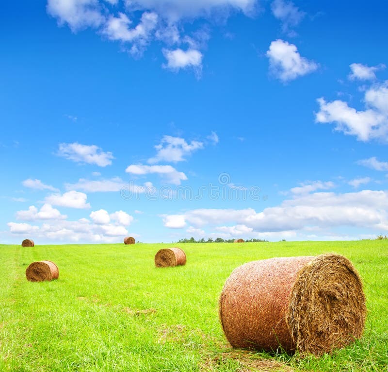Green field stock photo. Image of agriculture, harvest - 37613022