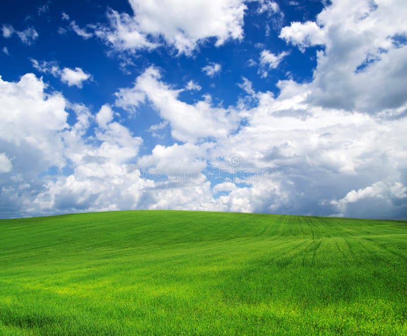 Lush Green Field stock image. Image of colorful, horizon - 2305781