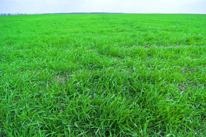 Green field fertile land stock image. Image of agriculture - 2506117