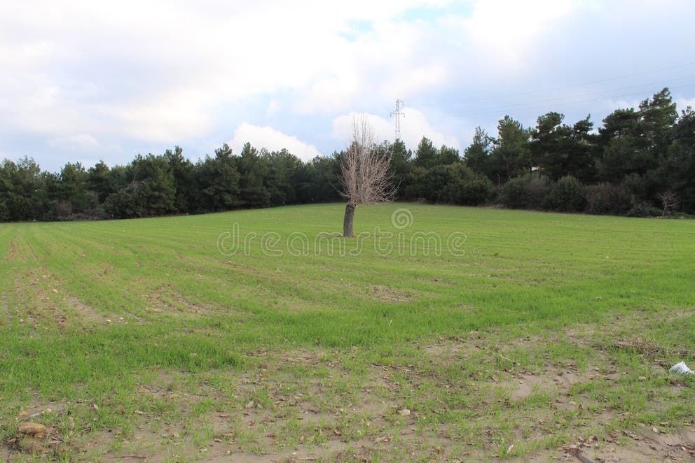 Green field and alone tree stock image. Image of flags - 107815489