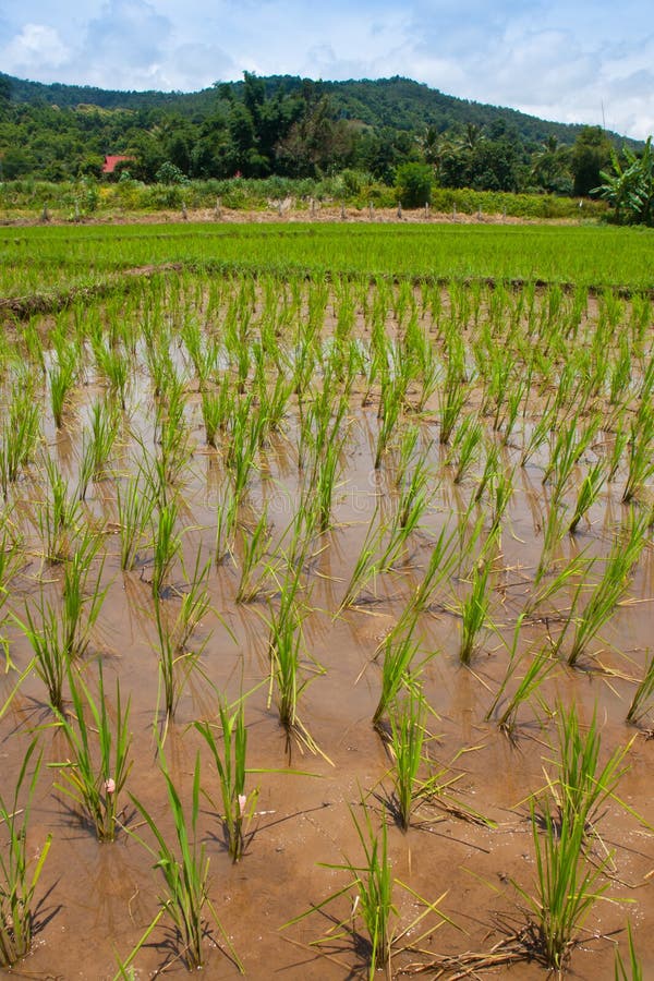 Rice Field In Asia, Picture. Image: 6508133