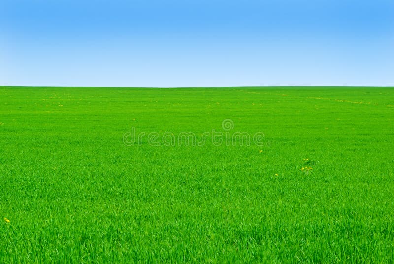 Green Field Near the Forest on Background of Blue Sky Stock Photo ...