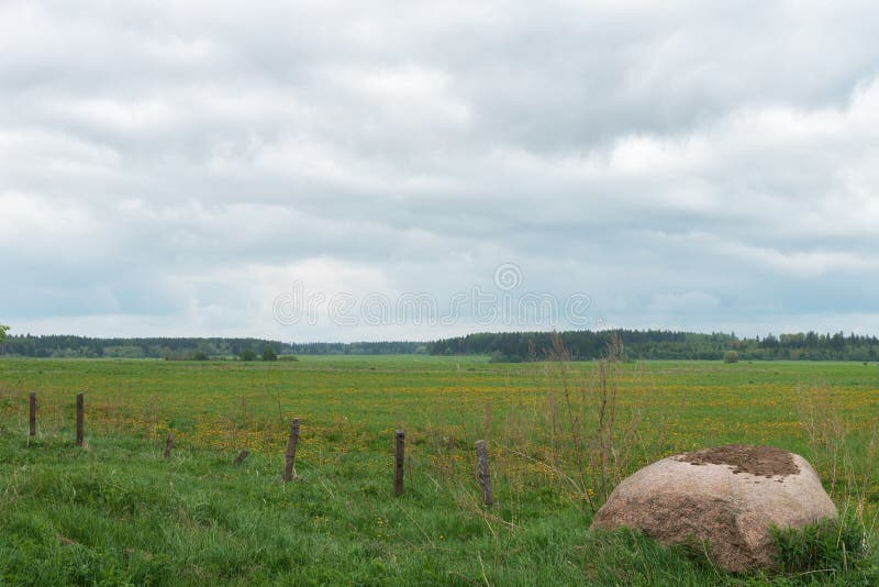 Green Field on the Background of the Forest. Agriculture and Land Stock ...