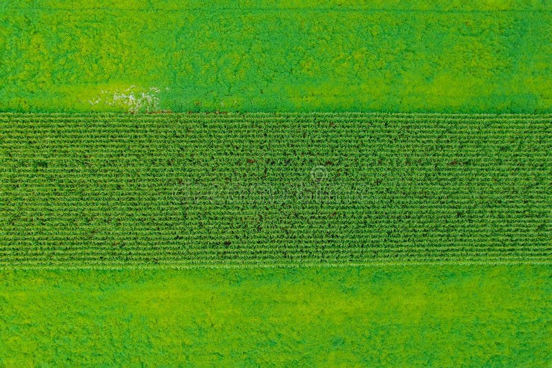 Green Field Background. Place for Writing Text. Stock Image - Image of ...