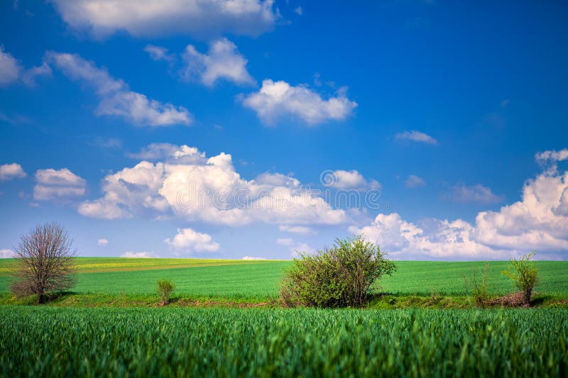 Green field stock image. Image of nature, meadow, beauty - 49859237