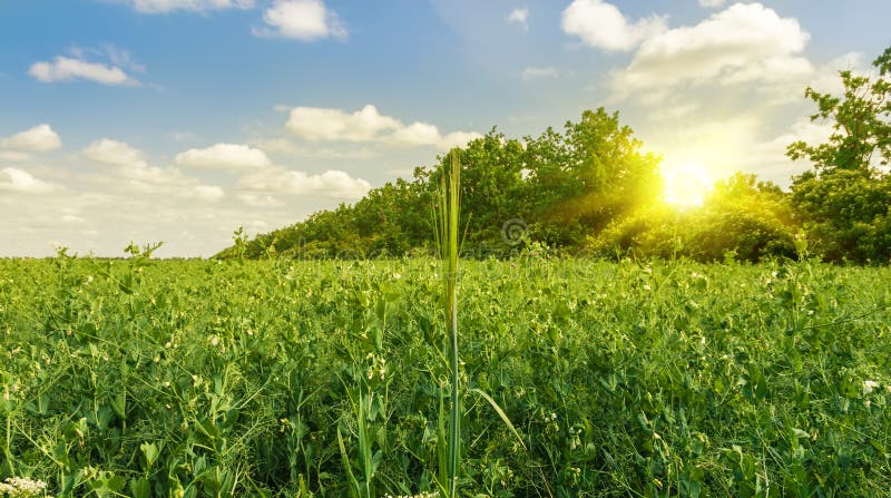 Green Field and Beautiful Sunrise. Stock Photo - Image of flora, farm ...