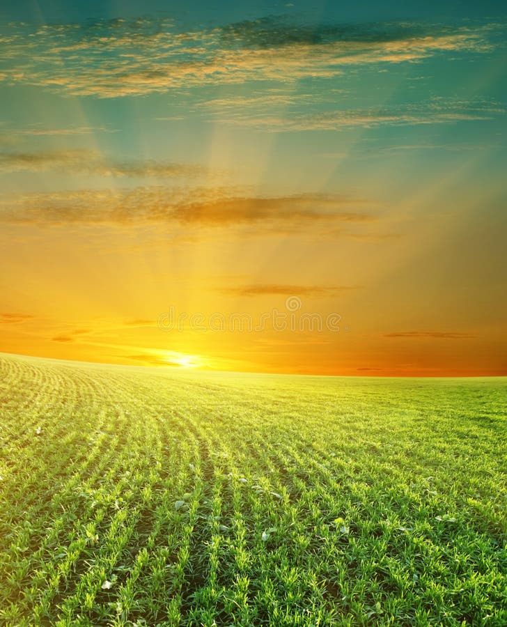 Green Field and Beautiful Sunset Stock Image - Image of cloudy, grow ...