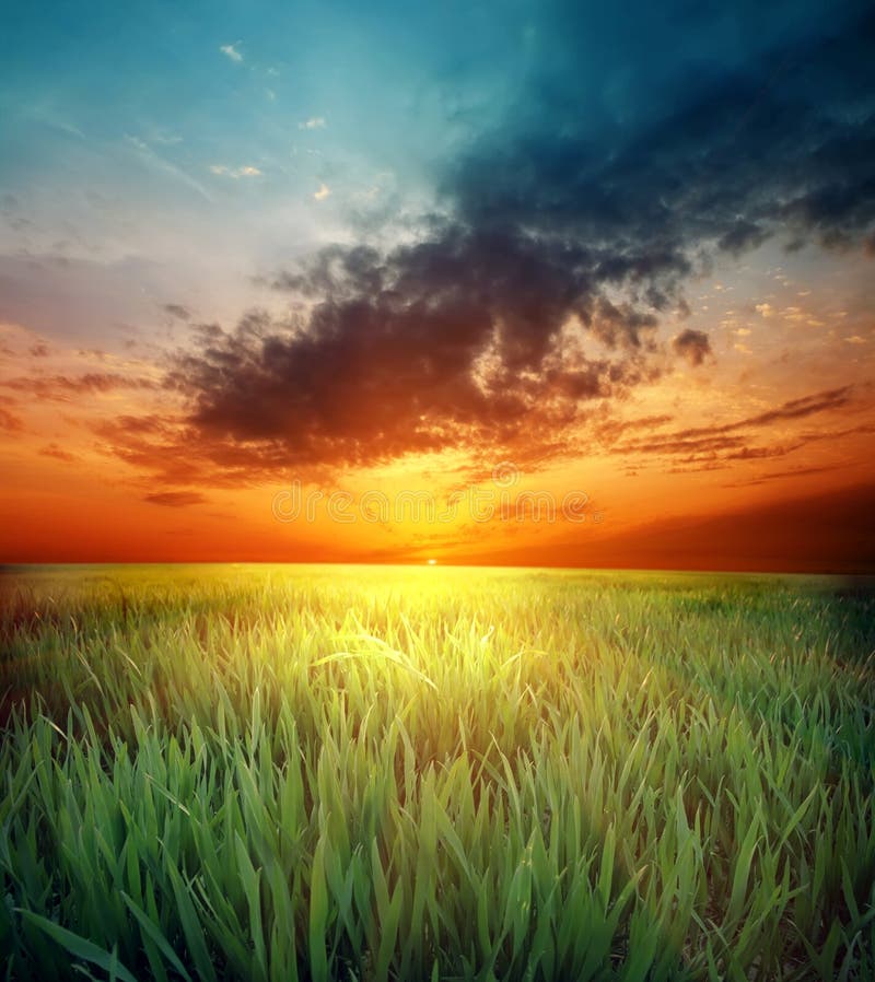 Green Field and Beautiful Sunset Stock Photo - Image of sunrise, ears ...