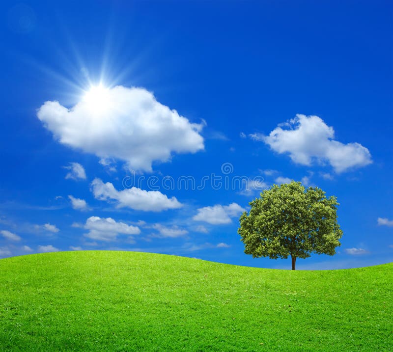 Green Field with Big Tree and Blue Sky Stock Photo - Image of natural ...