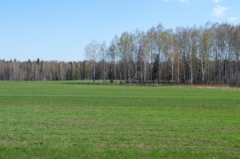 Green Field on Birch Grove Background Stock Photo - Image of forest ...