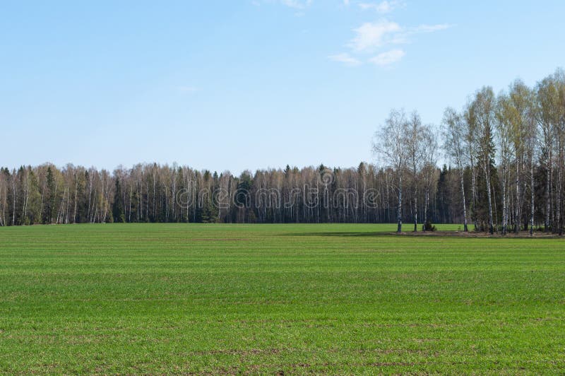 Green Field on Birch Grove Background Stock Photo - Image of ...