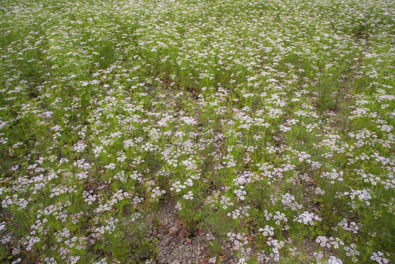 Green Field of Blooming Coriander with Small White Flowers Stock Image ...
