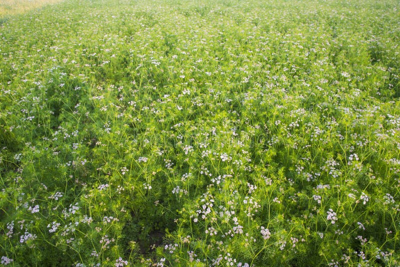 Green Field of Blooming Coriander with Small White Flowers Stock Photo ...