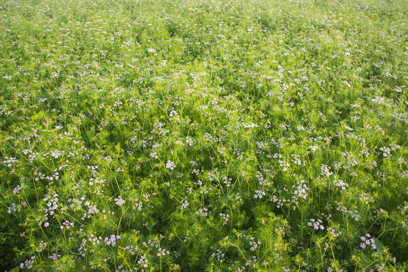 Green Field of Blooming Coriander with Small White Flowers Stock Photo ...
