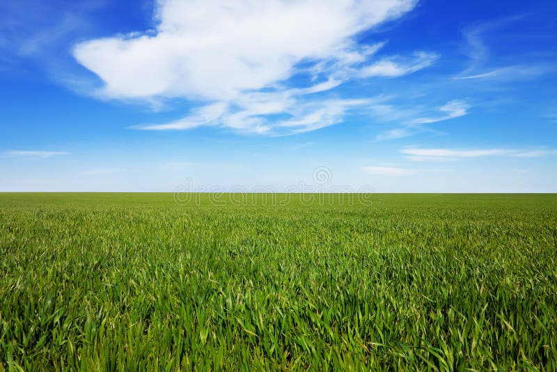 Green field and blue sky stock image. Image of nature - 15216369