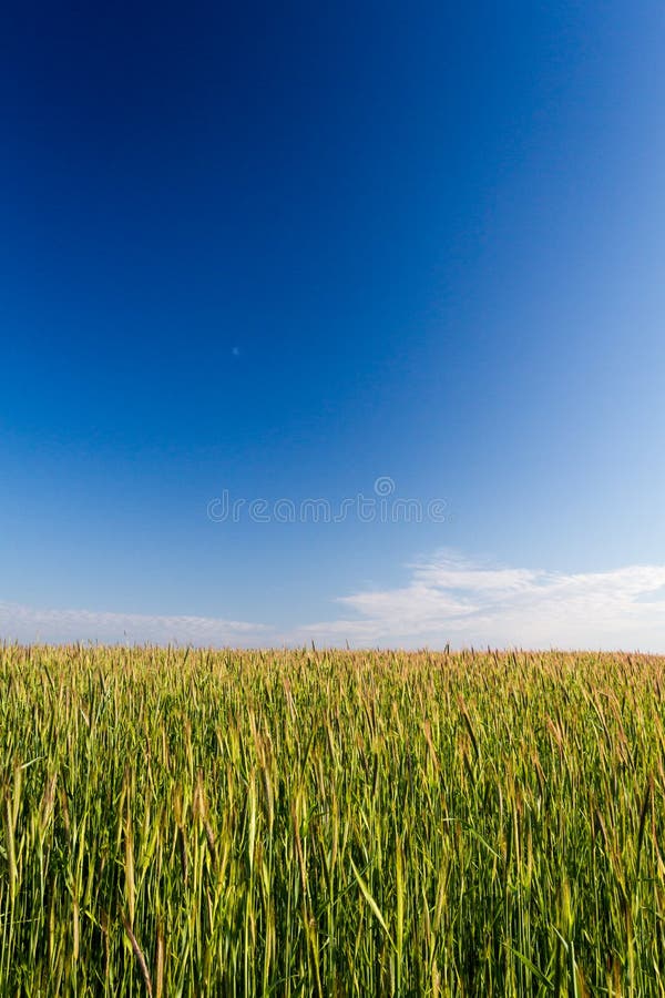 Green field with blue sky stock photo. Image of summer - 24867756