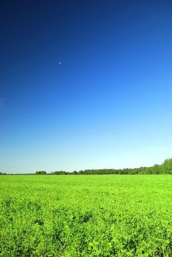 Green field and blue sky stock image. Image of trees, lush - 5896305