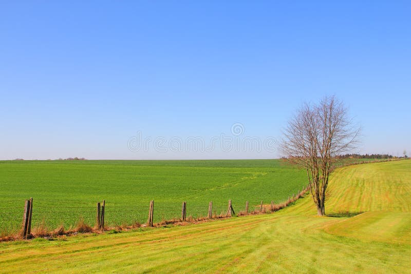 Green field and blue sky stock image. Image of scene - 40175963