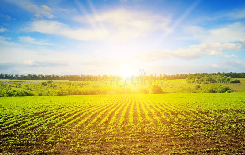 Green Field, Blue Sky and Bright Sun Stock Image - Image of farm, cloud ...