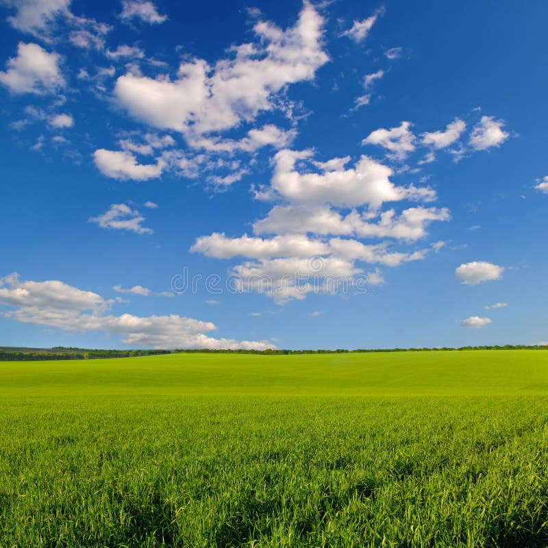 Green Field with Sunflower and Blue Sky Stock Image - Image of farming ...