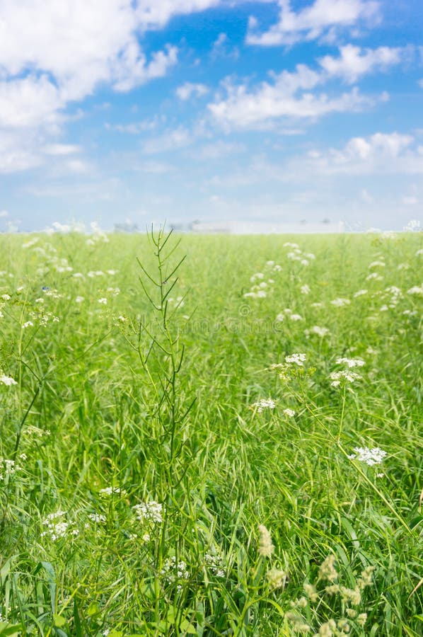 Green field blue sky stock photo. Image of floral, field - 41003486