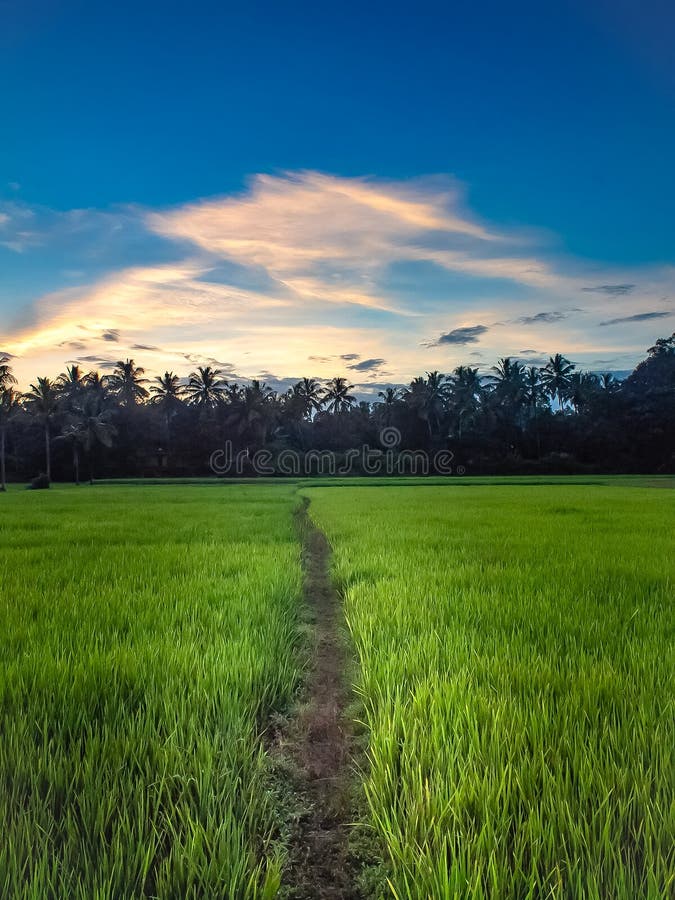 Green Field with blue sky stock image. Image of green - 127365169
