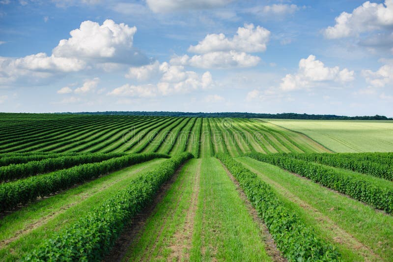 Green field and blue sky stock image. Image of rural - 157078241