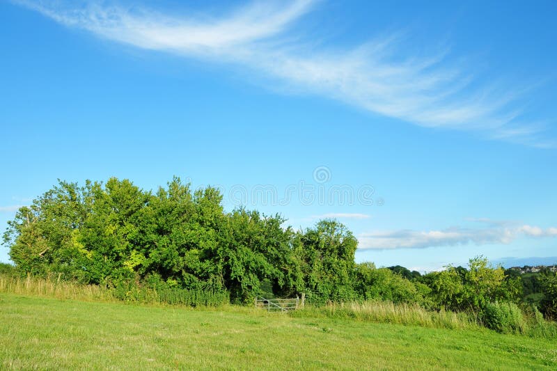 Green Field and Blue Sky with White Wispy Clouds. Stock Image - Image ...