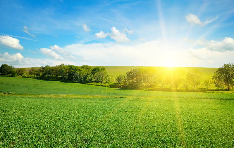 Green Field and Bright Sunrise Over the Horizon Stock Image - Image of ...