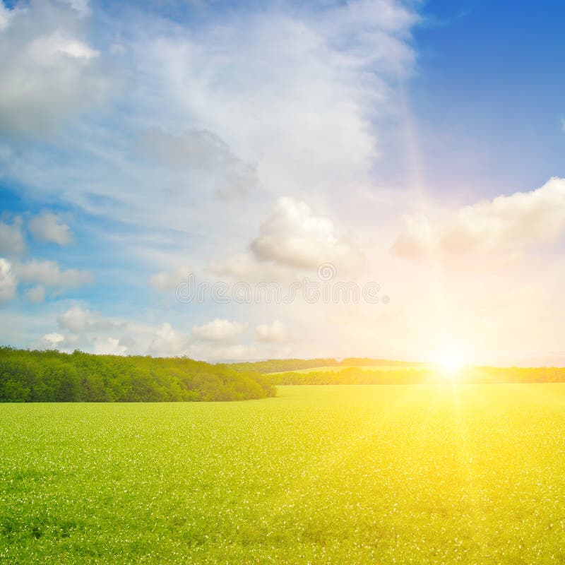 Green Field and Bright Sunrise Over the Horizon Stock Photo - Image of ...