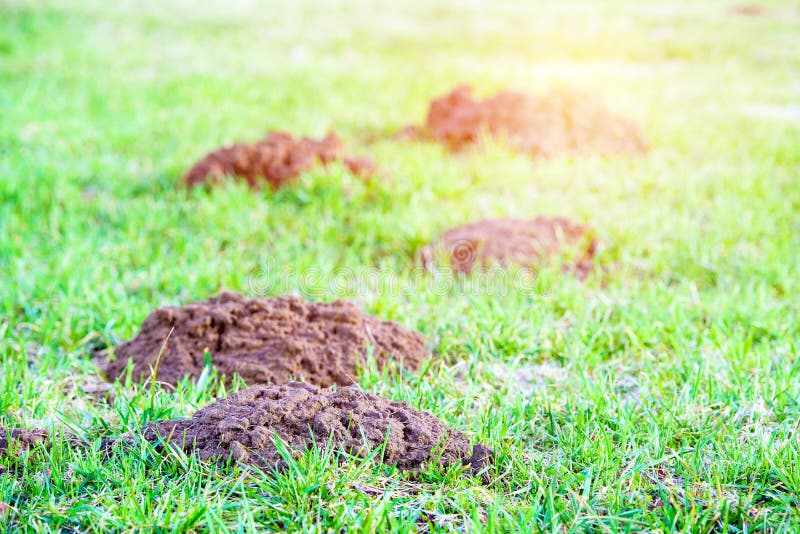 Green Field with Burrows of Moles Stock Photo - Image of moles, europe ...