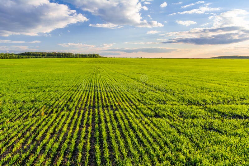 Green Field of Cereal Crops and Blue Sky with Clouds. Young Green ...