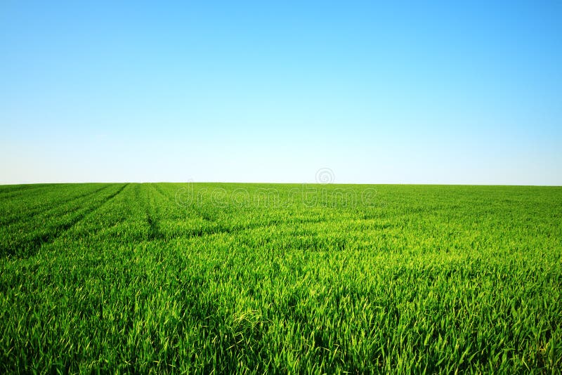 Green field and clear sky stock photo. Image of nature - 37775612