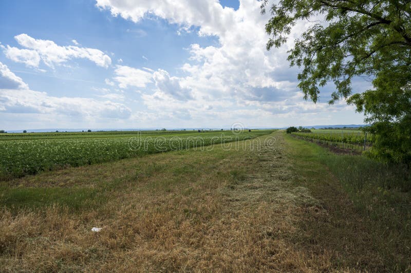 Green Field with Clover and Vineyard Stock Photo - Image of park ...