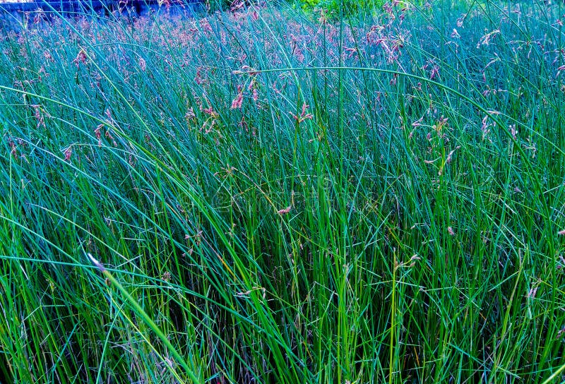 Green field stock photo. Image of field, cool, green - 98210544