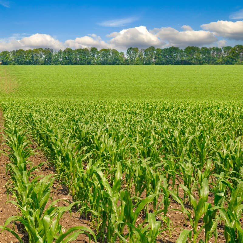 Green Field of Corn and Blue Sky Stock Image - Image of landscape ...