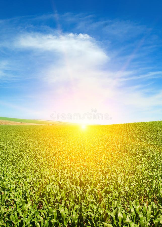 Green Field of Corn and Bright Sunrise. Vertical Photo Stock Photo ...