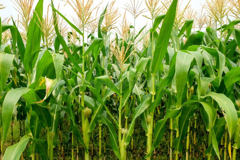 Green Field of Corn Growing Up in Farm Stock Image - Image of fresh ...