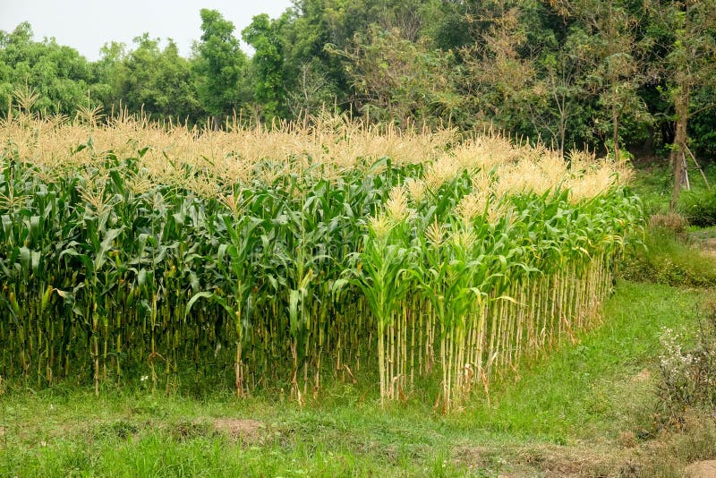 Green Field of Corn Growing Up in Farm Stock Photo - Image of harvest ...