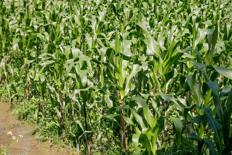 Green Field of Corn Growing Up in Farm Stock Image - Image of farming ...