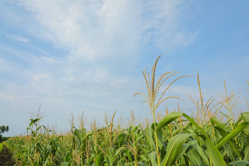 A Green Field of Corn in India Stock Image - Image of fields, cereal ...