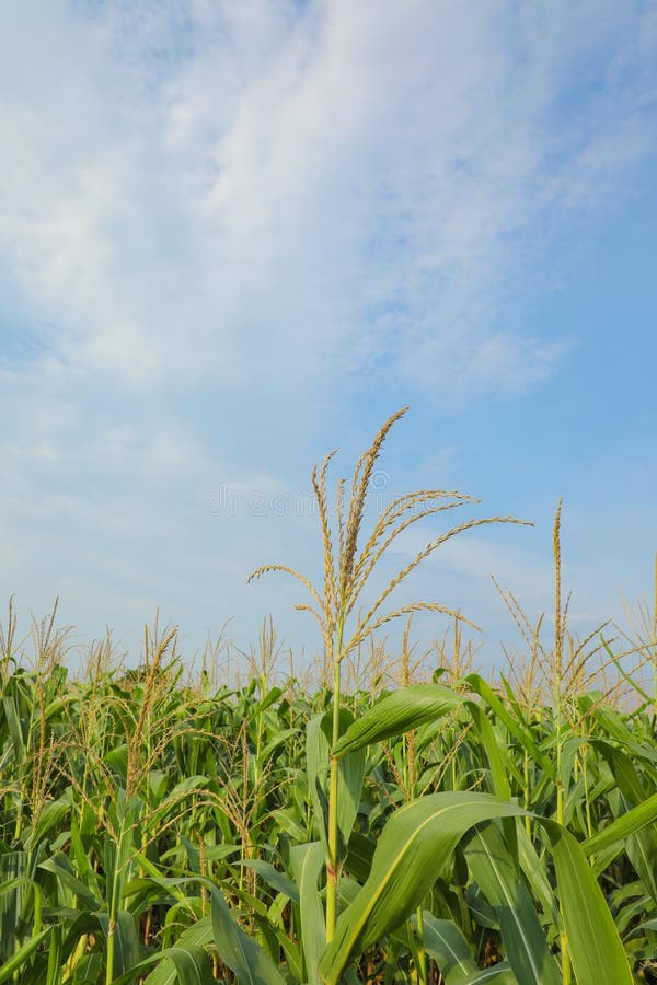 A Green Field of Corn in India Stock Photo - Image of indian, flora ...