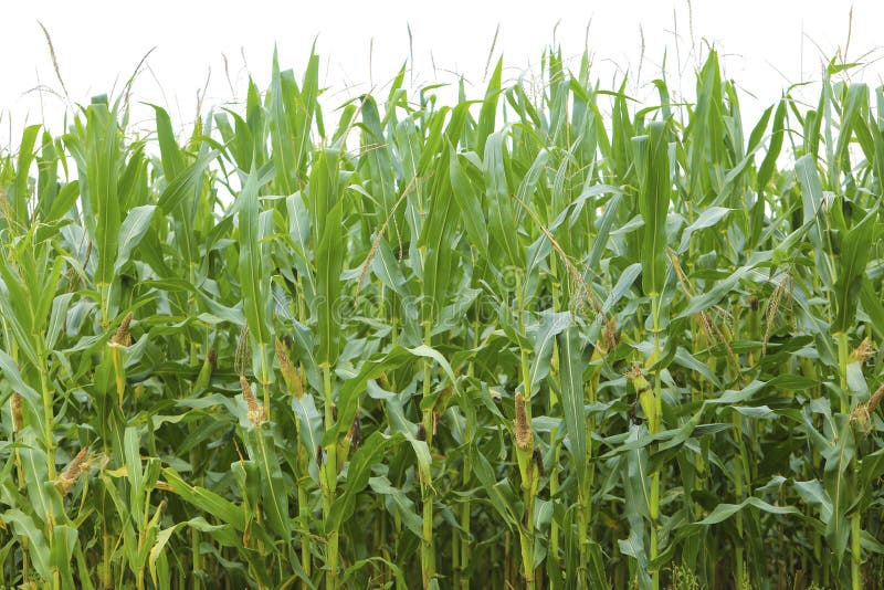 A Green Field of Corn in India Stock Image - Image of field, flakes ...