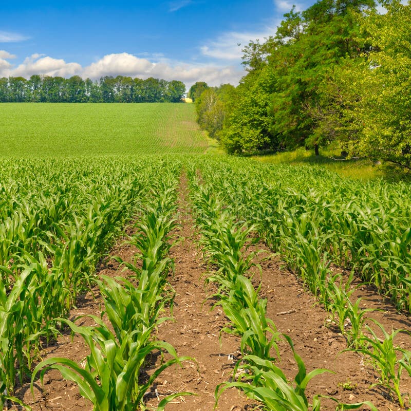 Green Field of Corn and Sky Stock Photo - Image of spring, nature ...