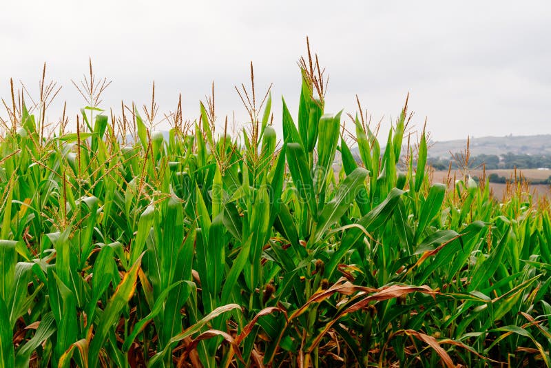 A Green Field of Corn Stalks Growing Up Stock Photo - Image of ...