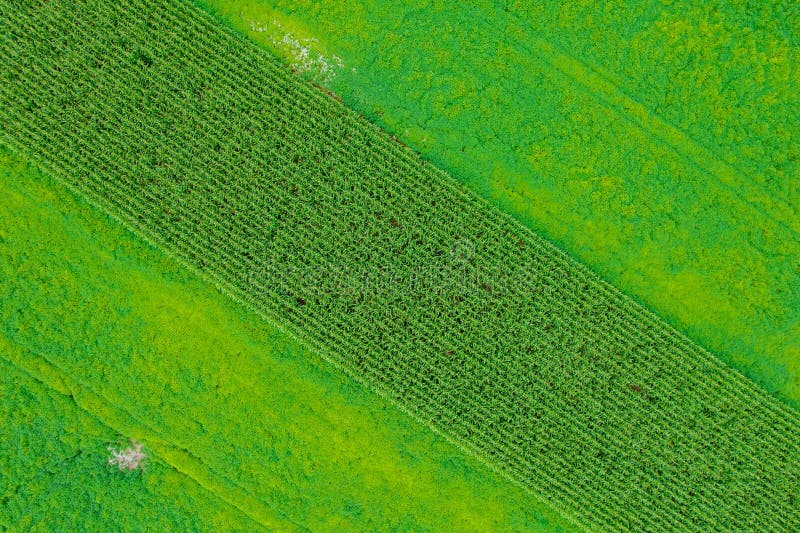 Green Field of Corn and Wheat, Top View. Place for Writing Text Stock ...