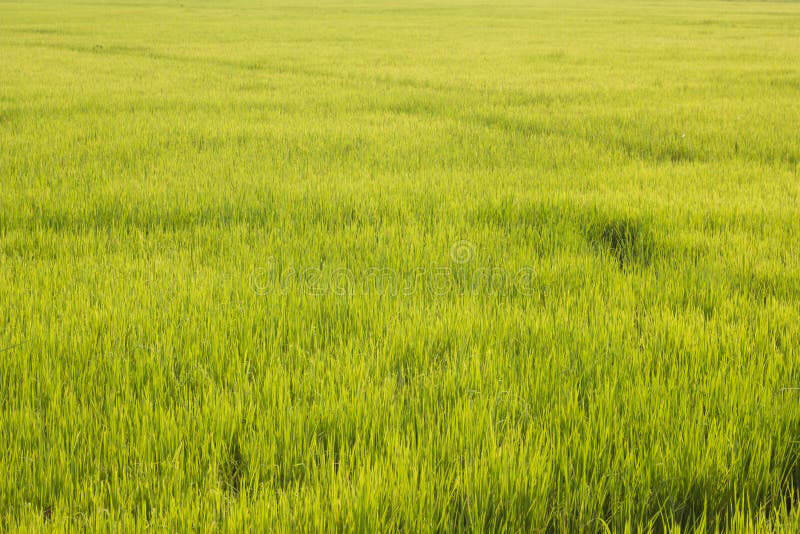 Green field at country stock photo. Image of field, crops - 29310432